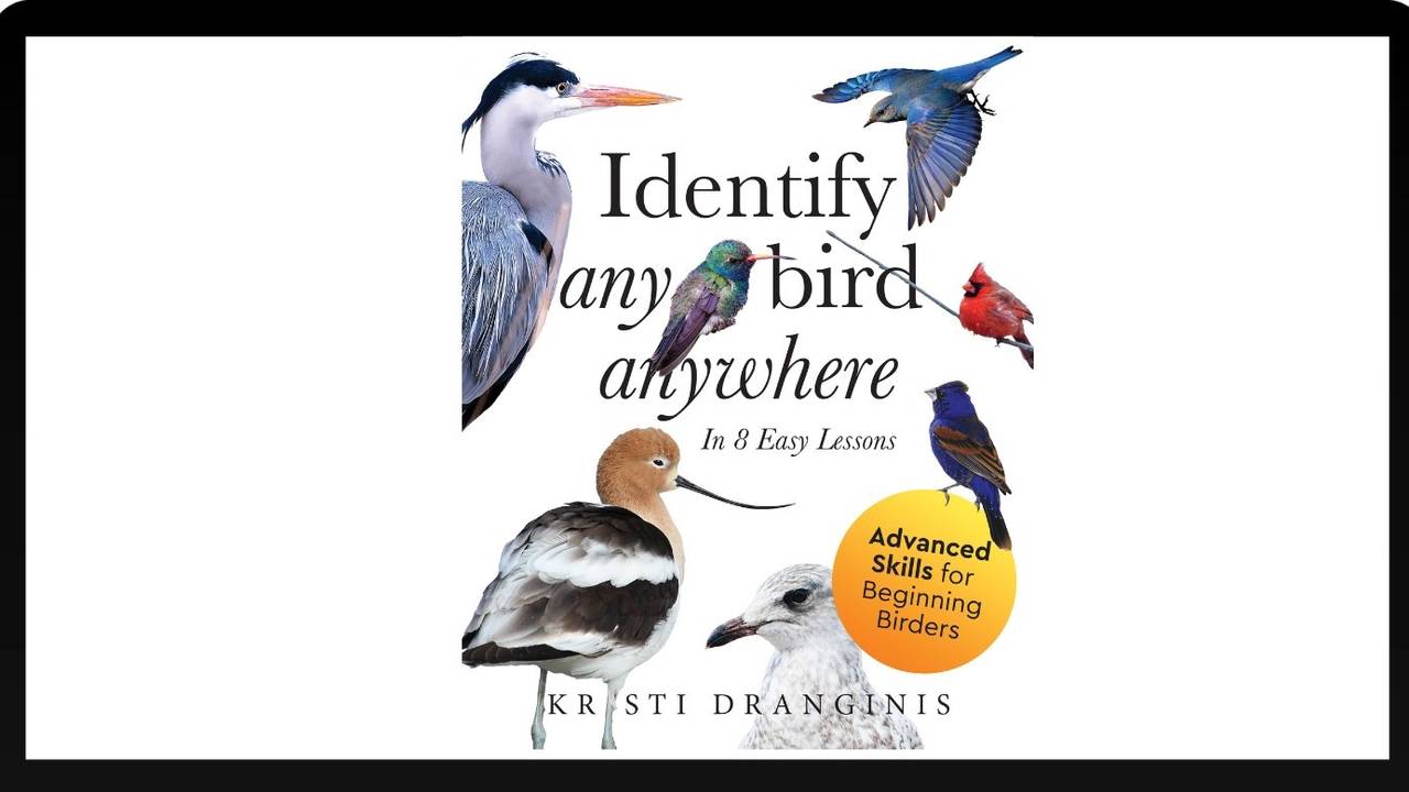 Identify Any Bird Anywhere Join The Wait List