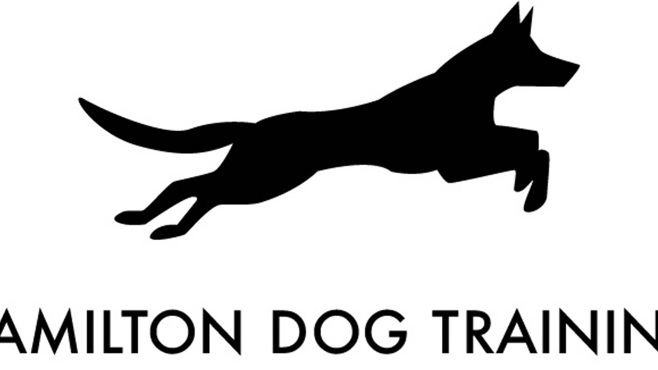 Off-Leash Anywhere in 8-Weeks | Hamilton Dog Training