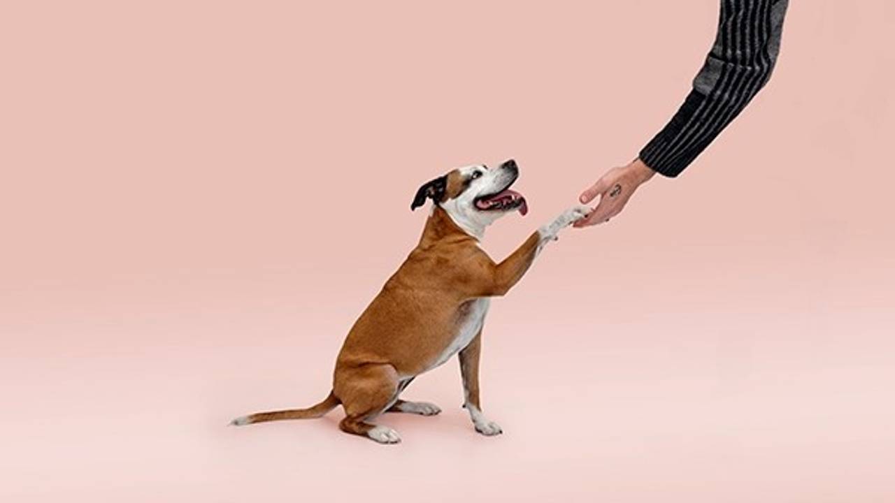 DDT Dog Trainer Program