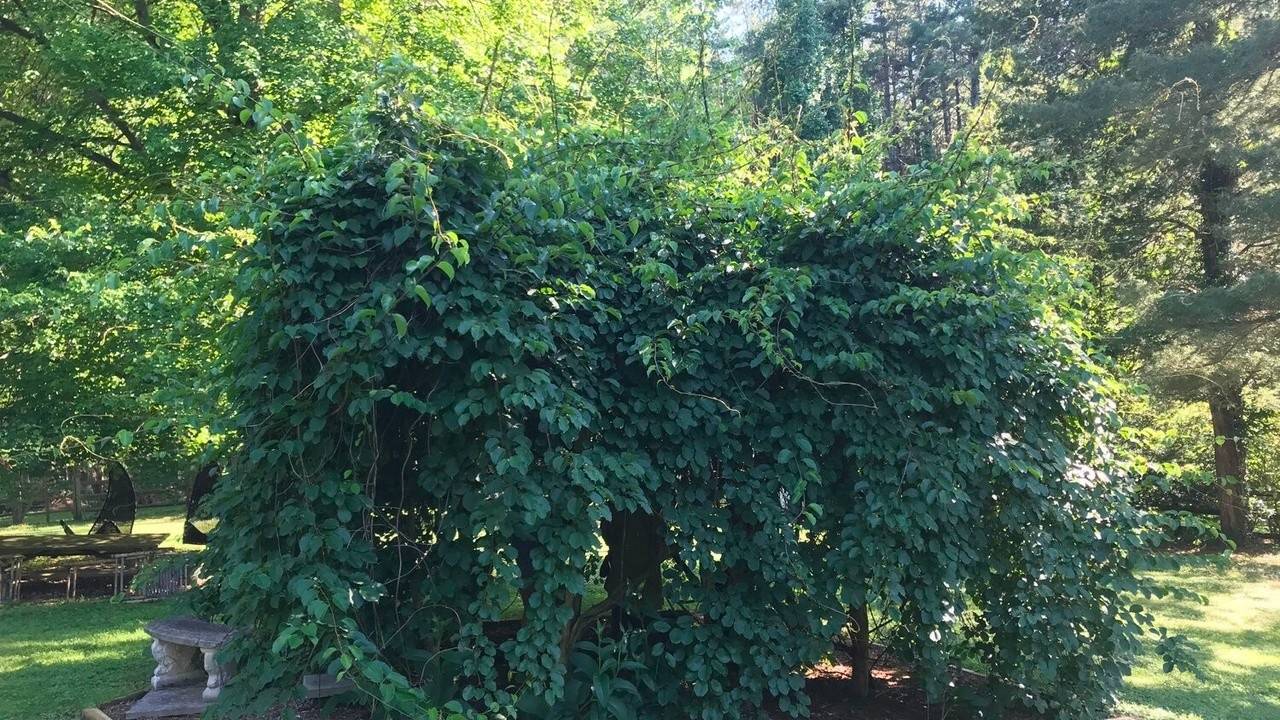 The Anatomy of a Backyard Food Forest