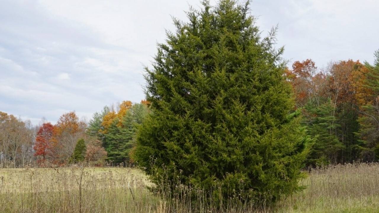Juniperus virginiana - A Tribute in Rouge