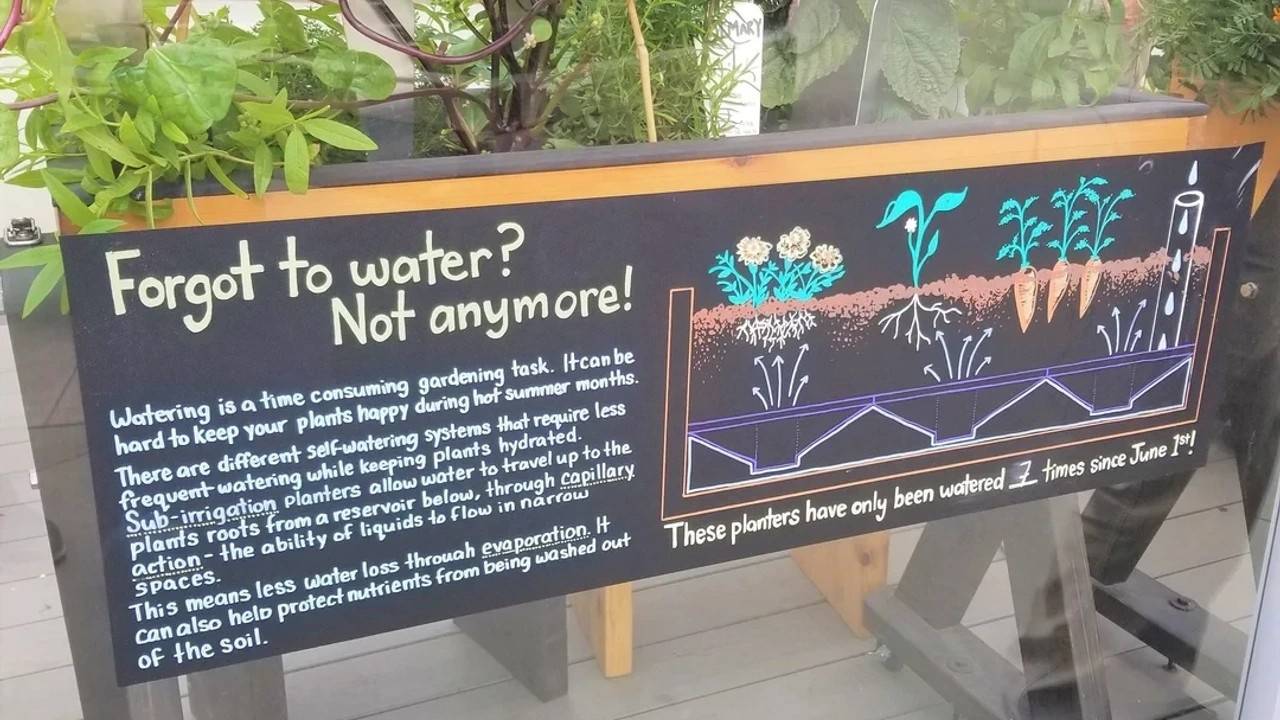 Sub-Irrigation: The Advantages of Self-Watering Gardens