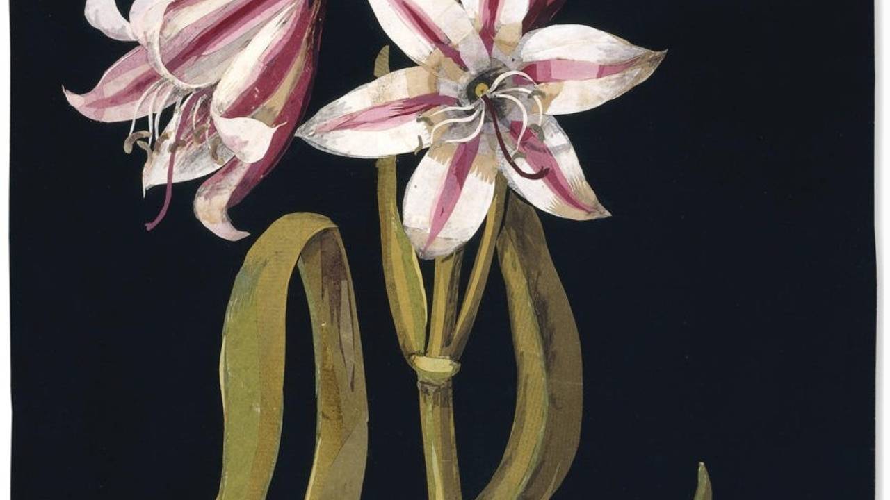 Older Artist Spotlight: Mary Delany