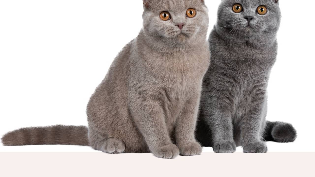 Stud Cat Buddies - Housing Stud Cats Together