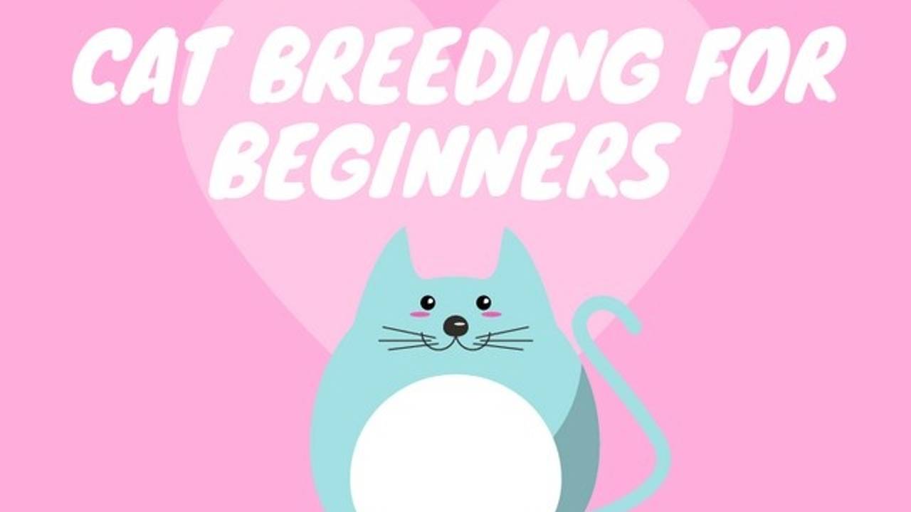 Cat Breeding For Beginners - Kittens, Cattery & Cat Breeding Advice