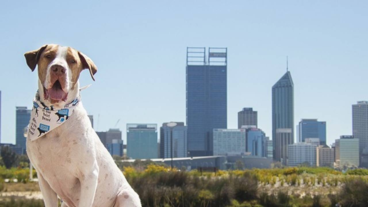 We do it for the tail wag