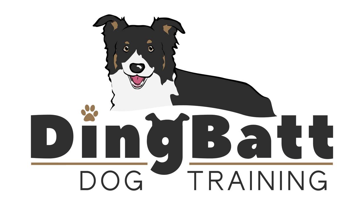 Border Collie Dog Trainer | Online Dog Training