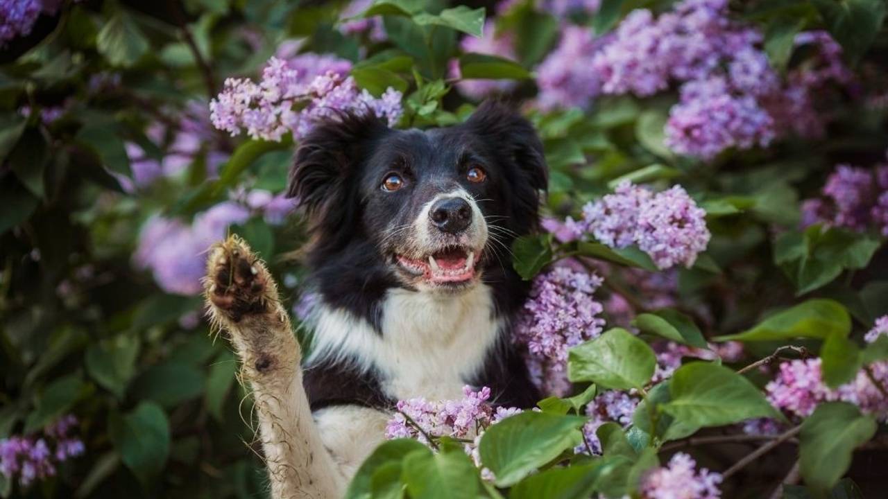 DingBatt Trick Training