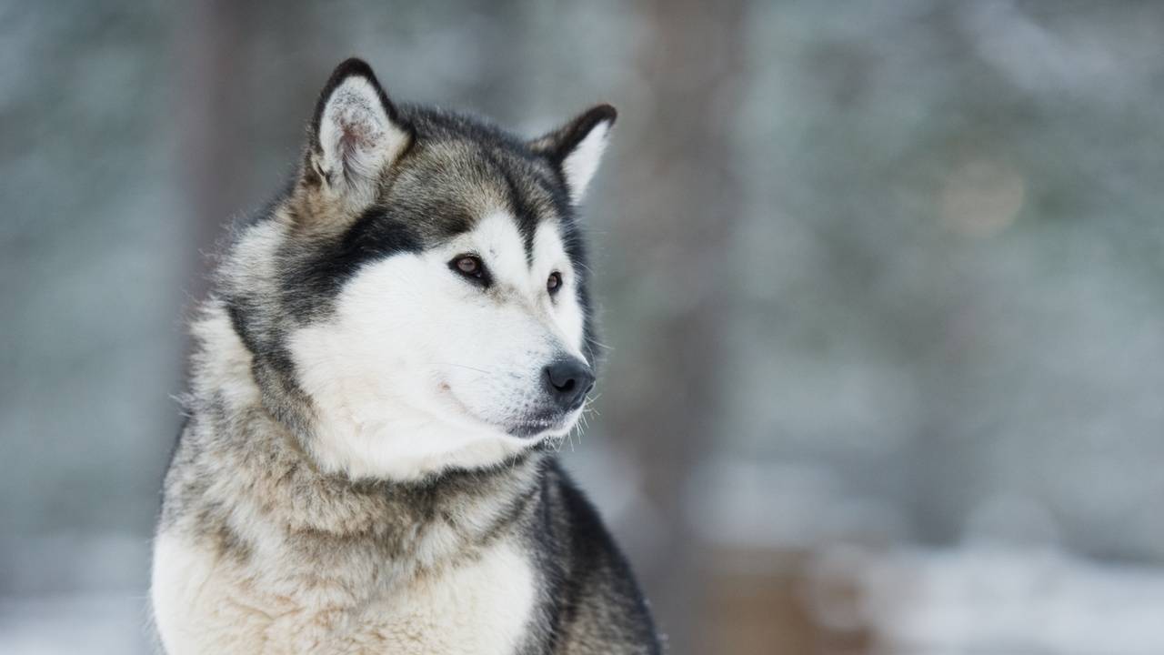 HeartDog Blog