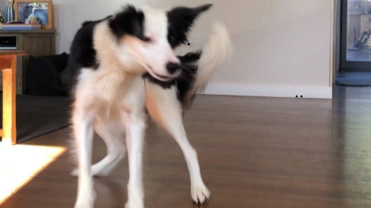 Why Dogs & Slippery Floors are Bad