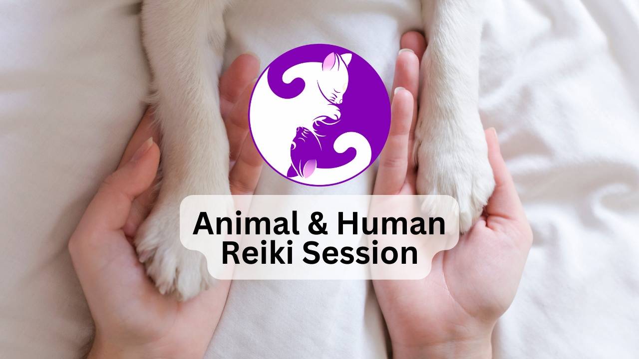 Animal and Human Reiki Session