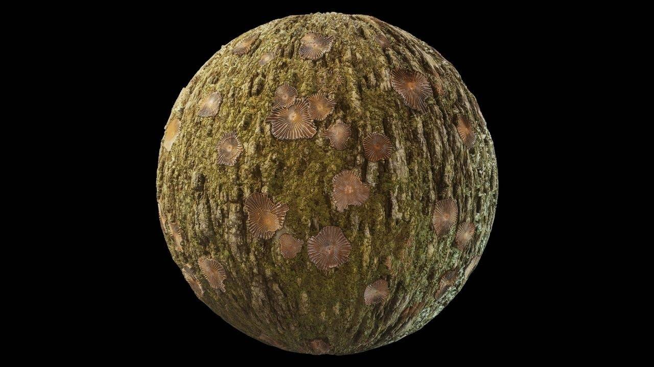 Create Tree Bark in Substance Designer