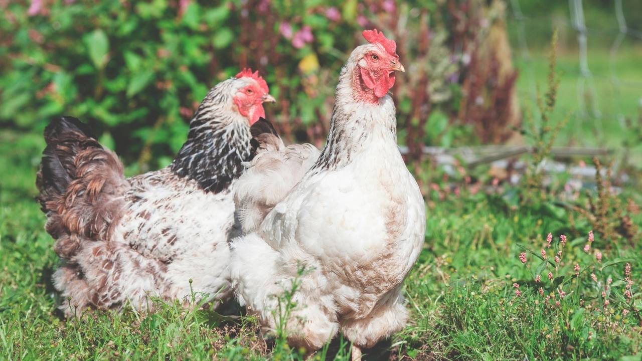 8 Benefits of Backyard Chickens - Ecology Artisans