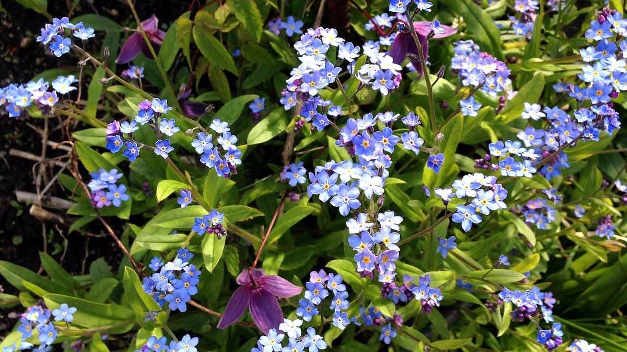 5 tips til anlegging av nytt blomsterbed