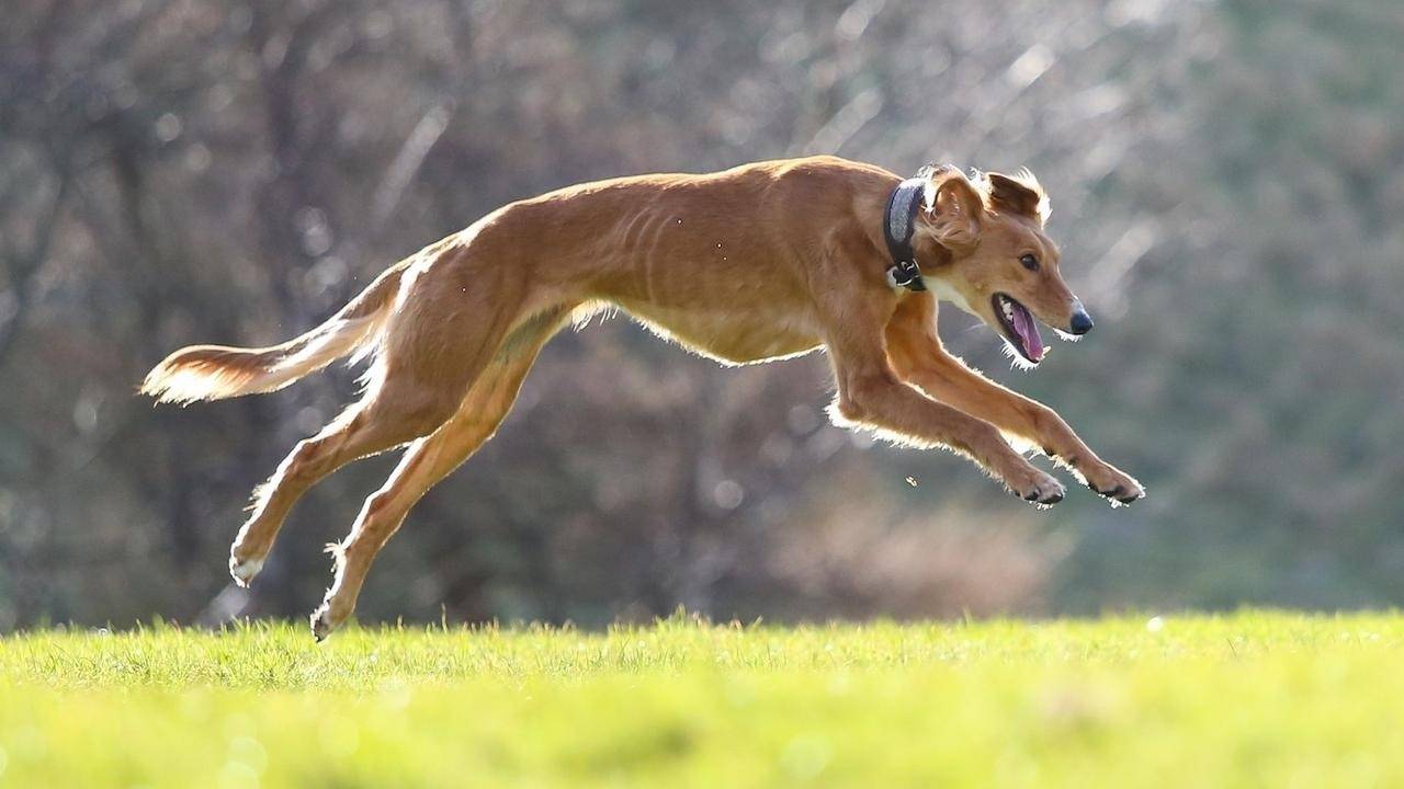 "My dog is just so unpredictable!"