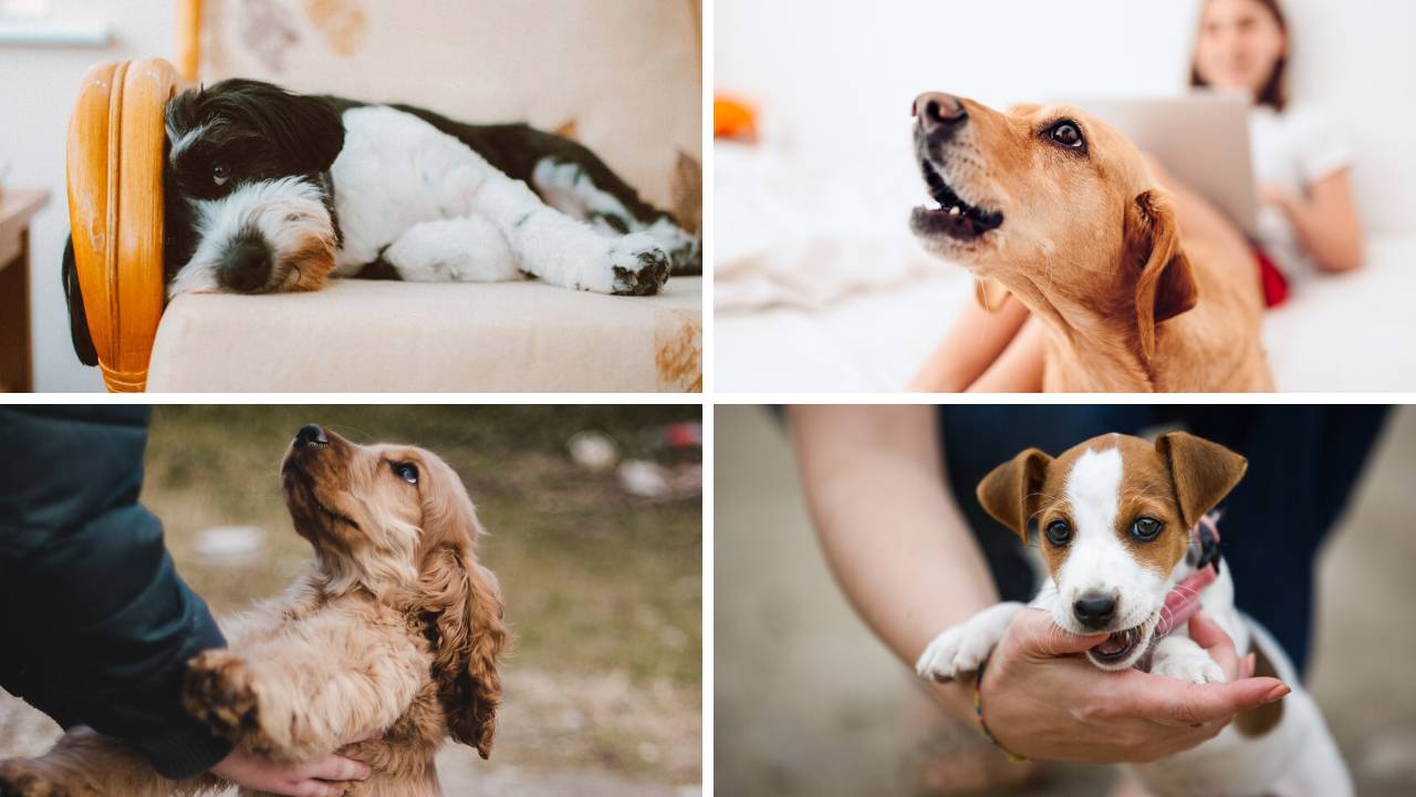 4 Easy Dog Training Tips You Can Master Quickly