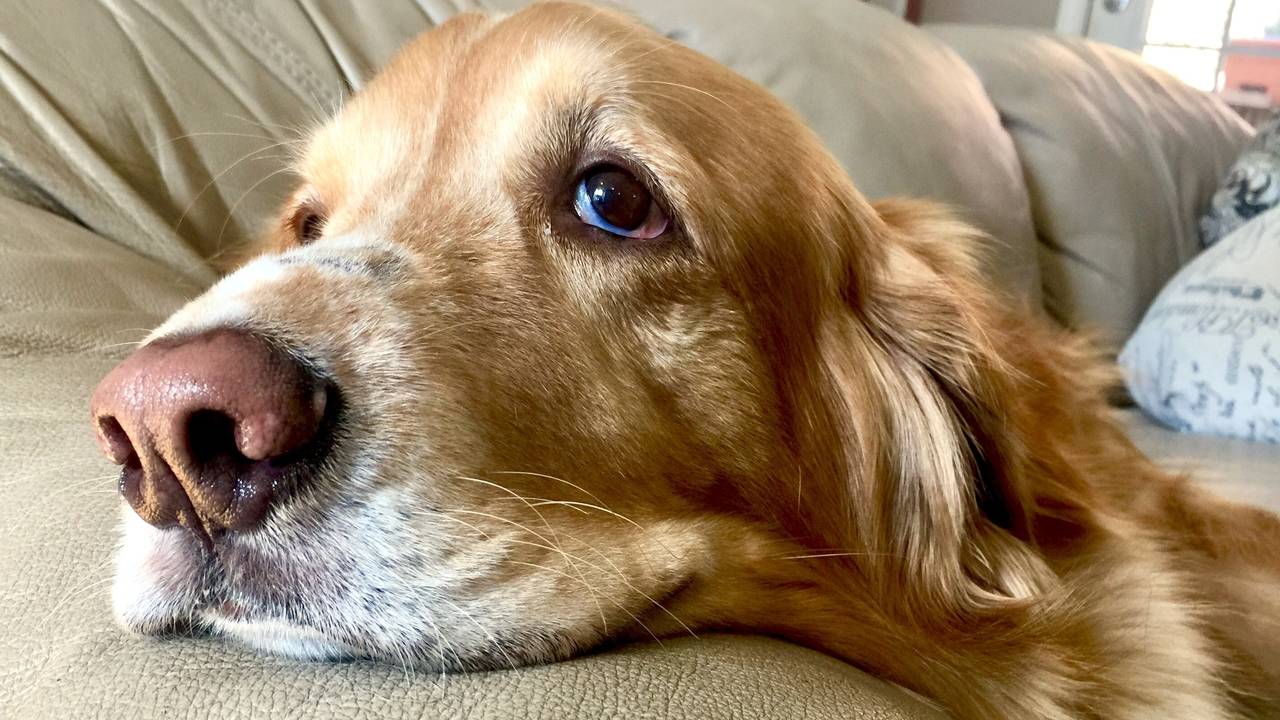 Senior Dog Cancer: 3 Signs You Shouldn't Ignore