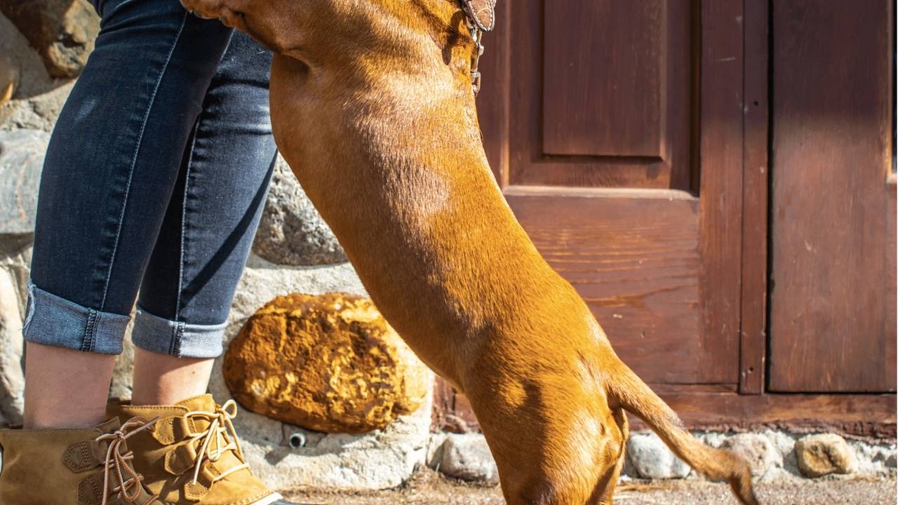 Pet Life Radio Episode #24: One Dog, Two Dogs, Three Dogs or More