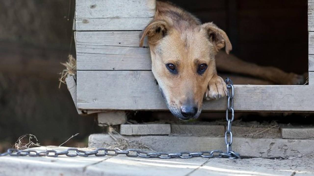 The true perils and challenges of tethering a dog and how to proceed