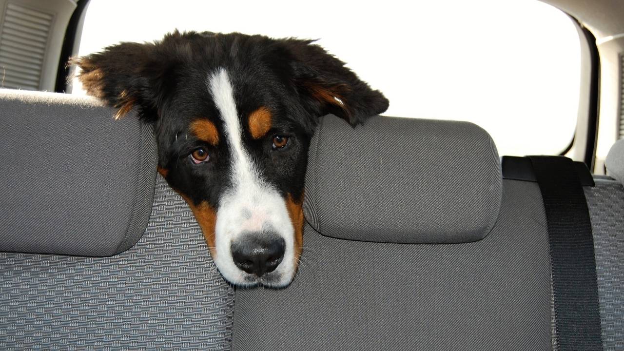 Effective Car Ride Training for Anxious Dogs: The Simon Method