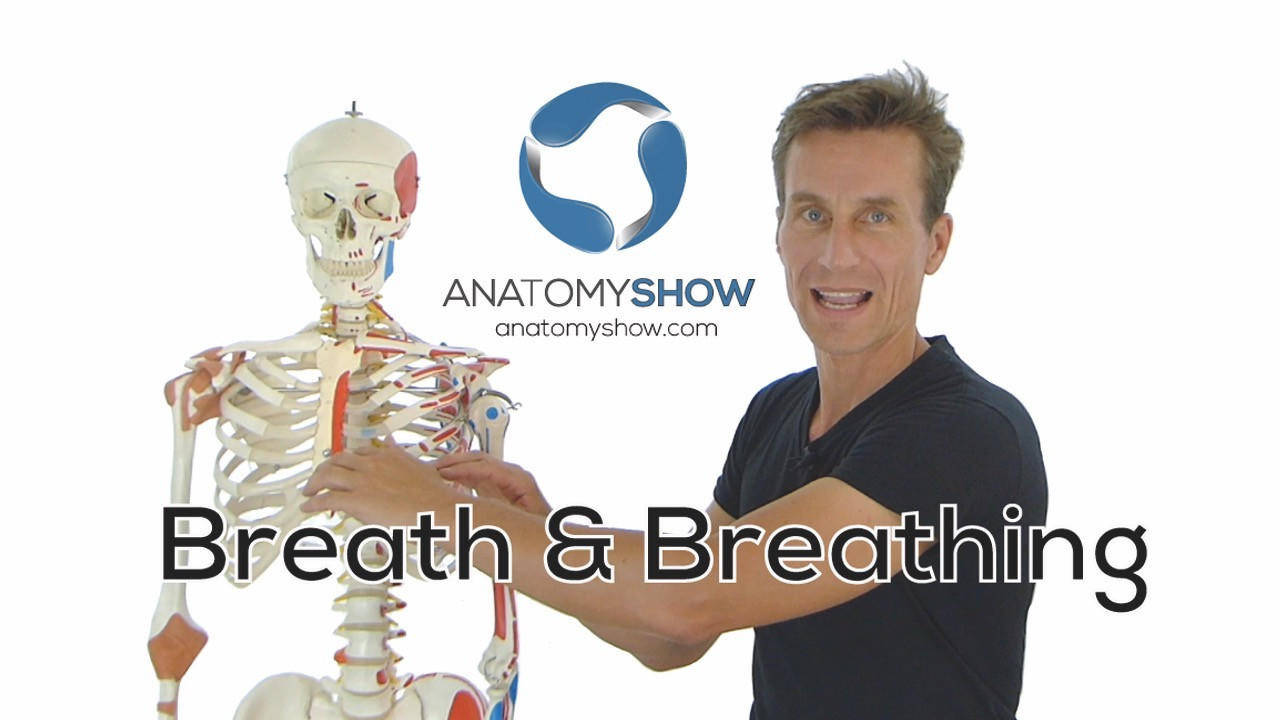 Breath and Breathing Anatomy - Online Movement Yoga Anatomy Course