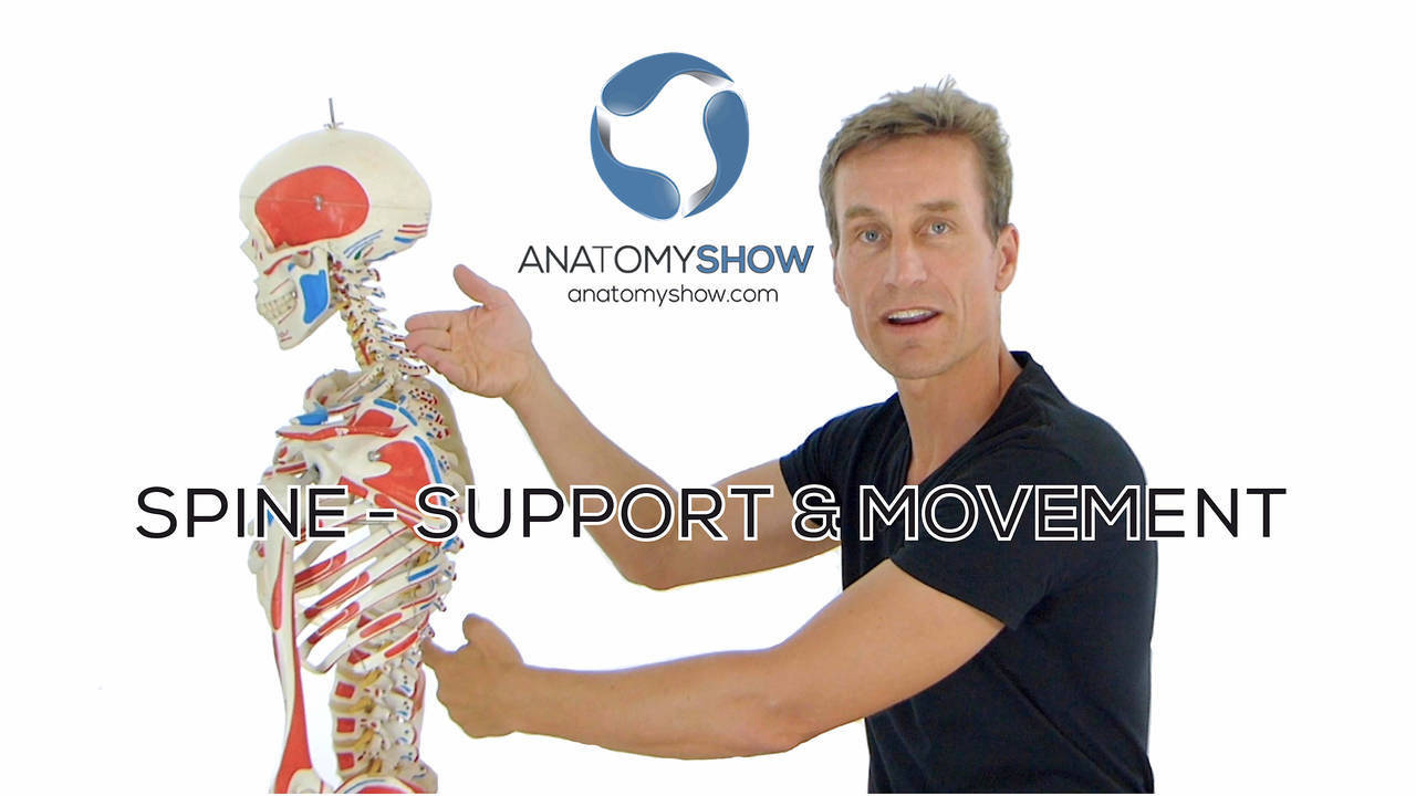 Spine - Support & Movement Online Movement Yoga Anatomy Course