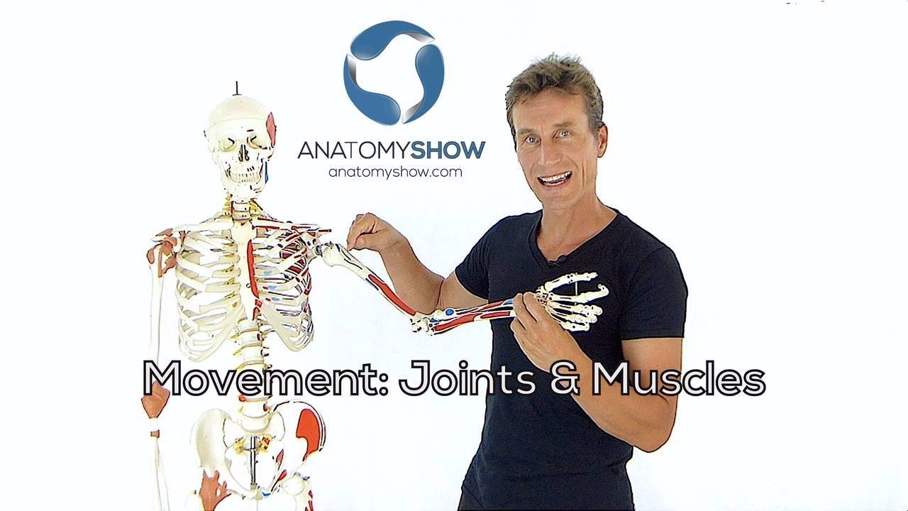 Movement :Joints & Muscles -The foundations of muscle & joint function