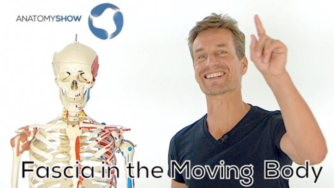 Fascia in the Moving Body - Learn movement based Fascia Anatomy