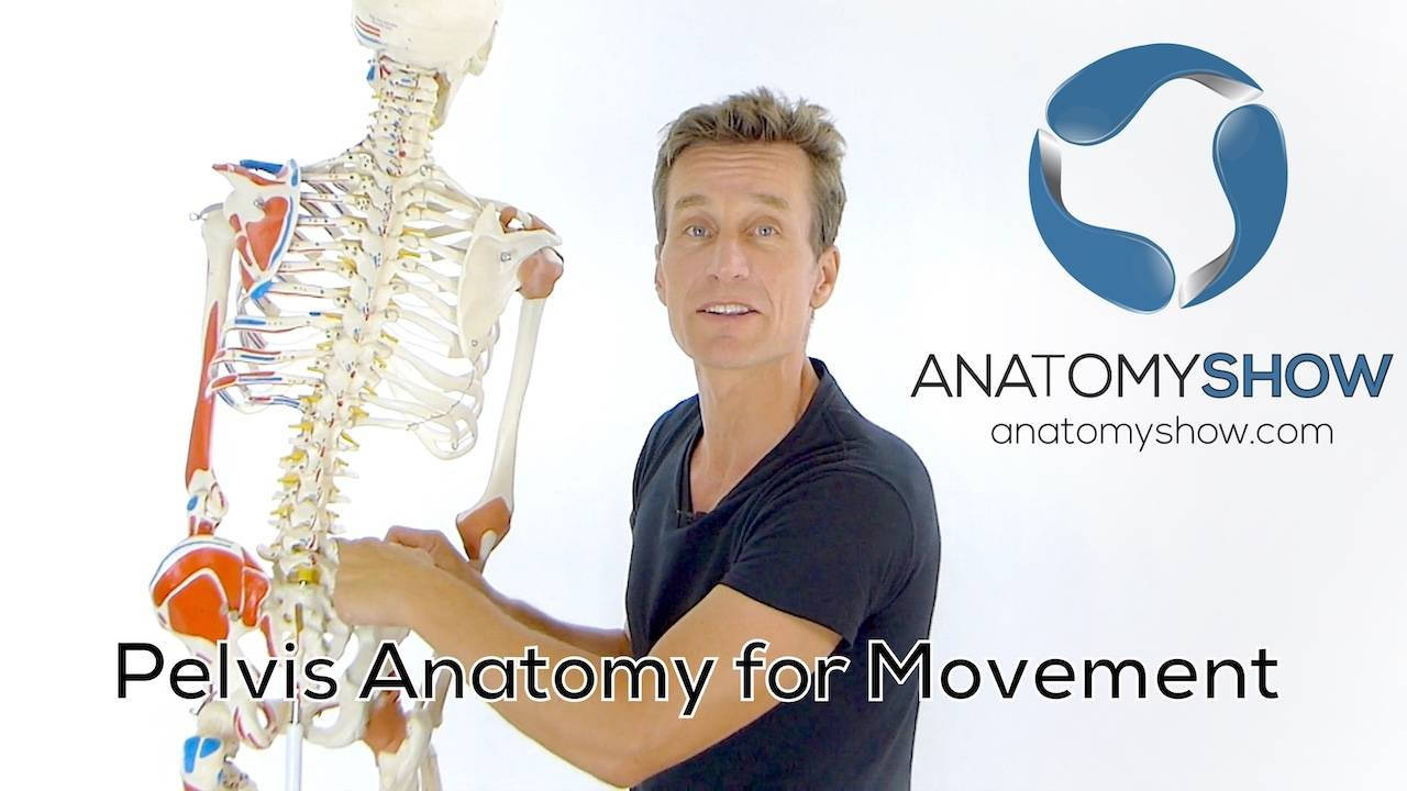 Pelvis Anatomy for Movement Course