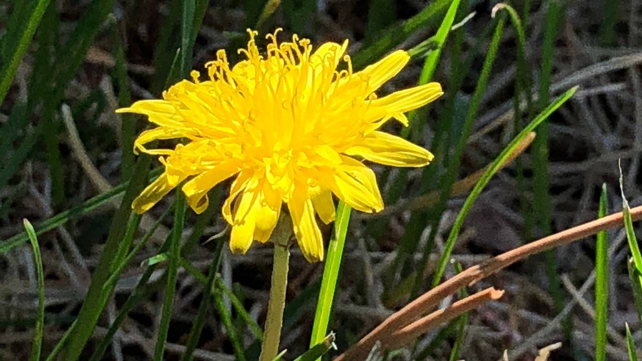 Wildly Organic: Organic Living and Food