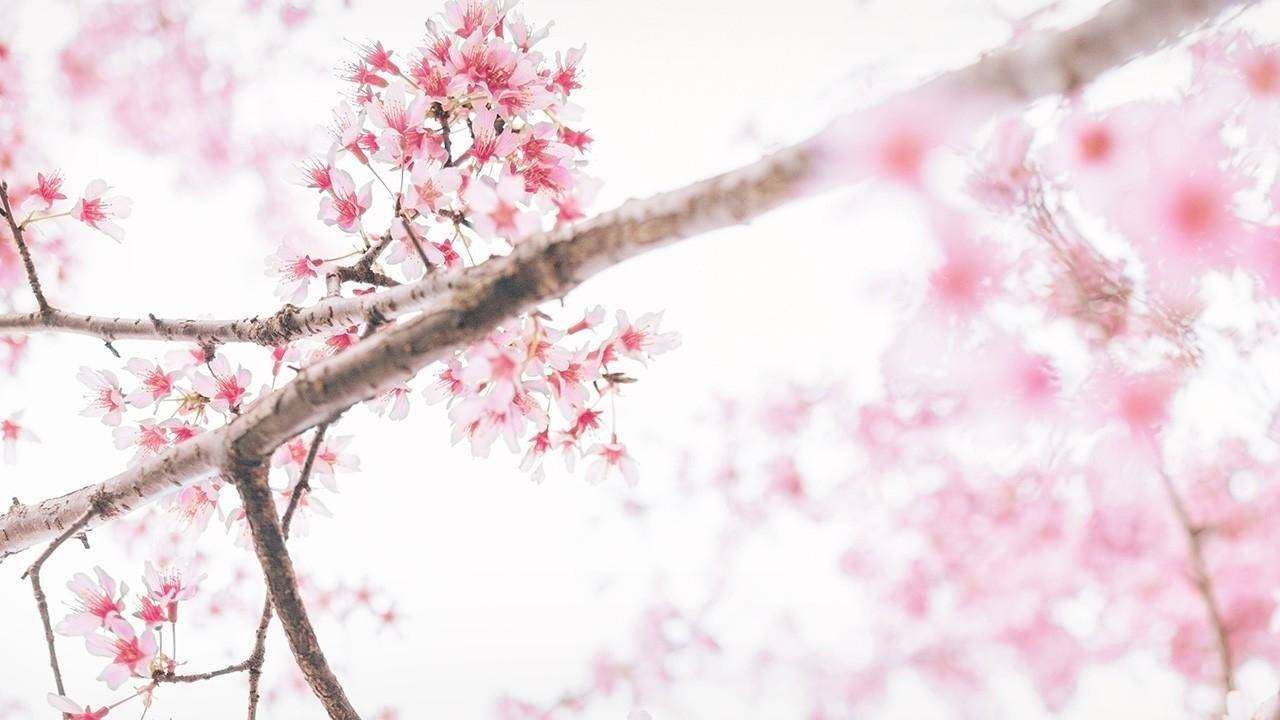 Spring Fever: Marching to the beat of your own feelings