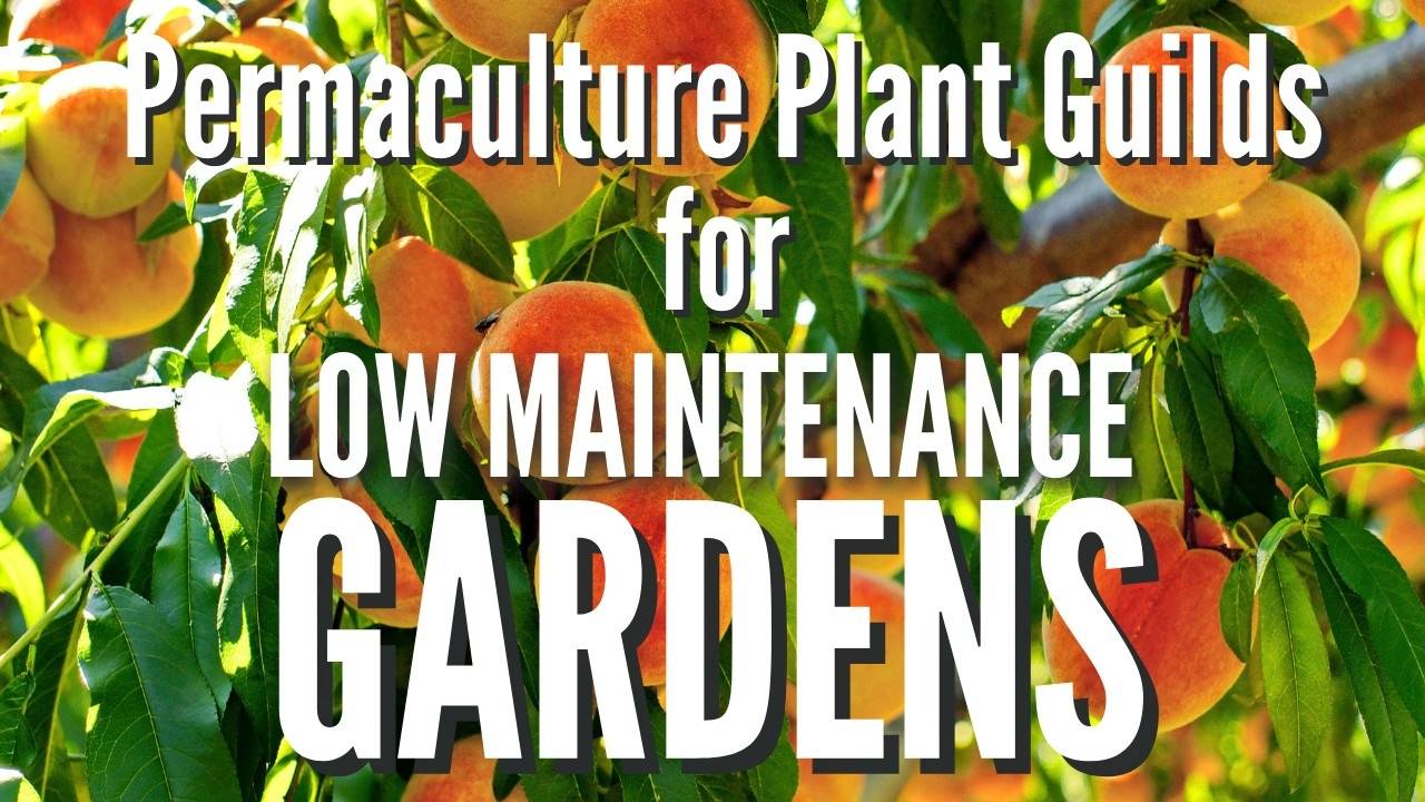 Using Permaculture Plant Guilds for Low Maintenance Gardens