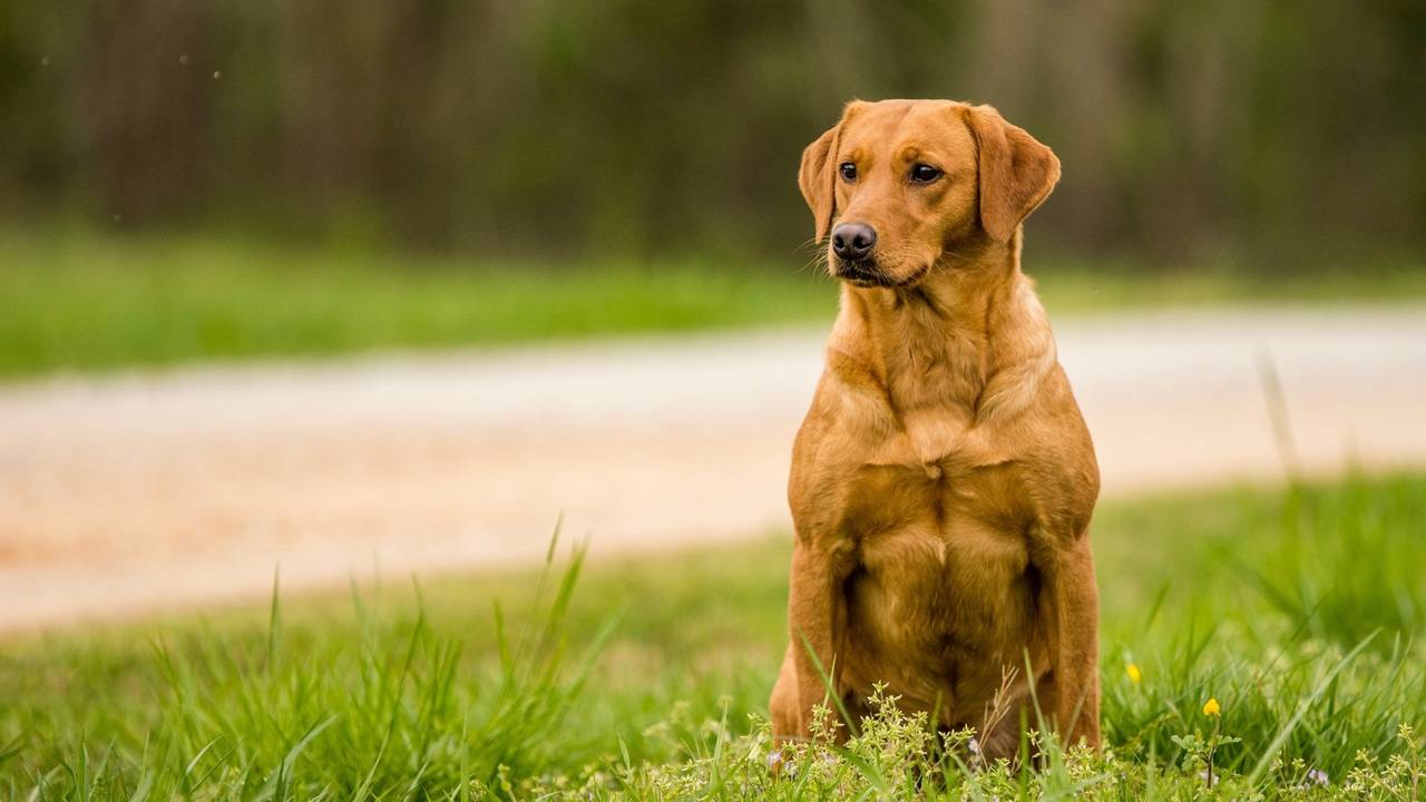 LEARN TO TRAIN YOUR OWN GUN DOG