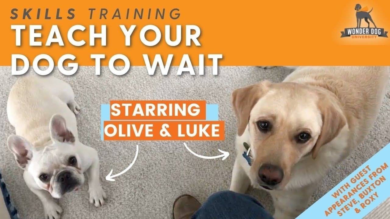 Teaching Your Dog to Wait