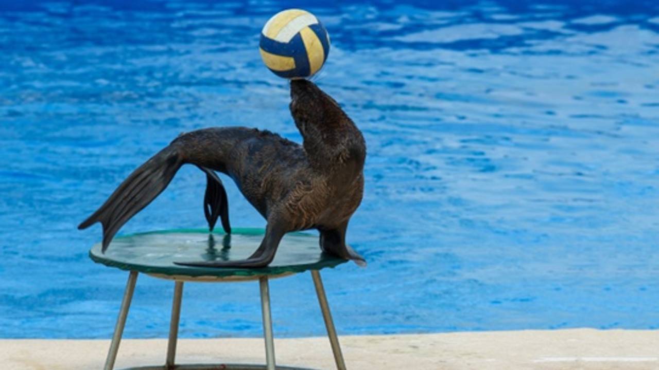 What is dual tasking?