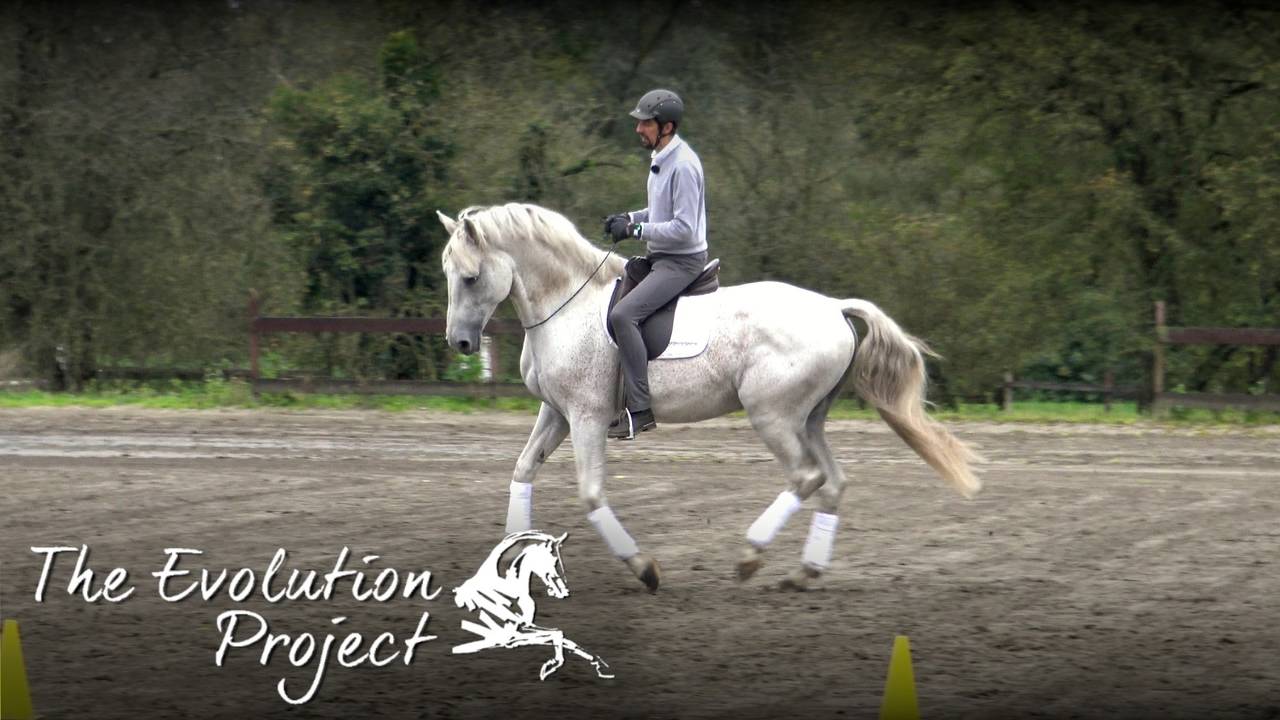 The Evolution Project