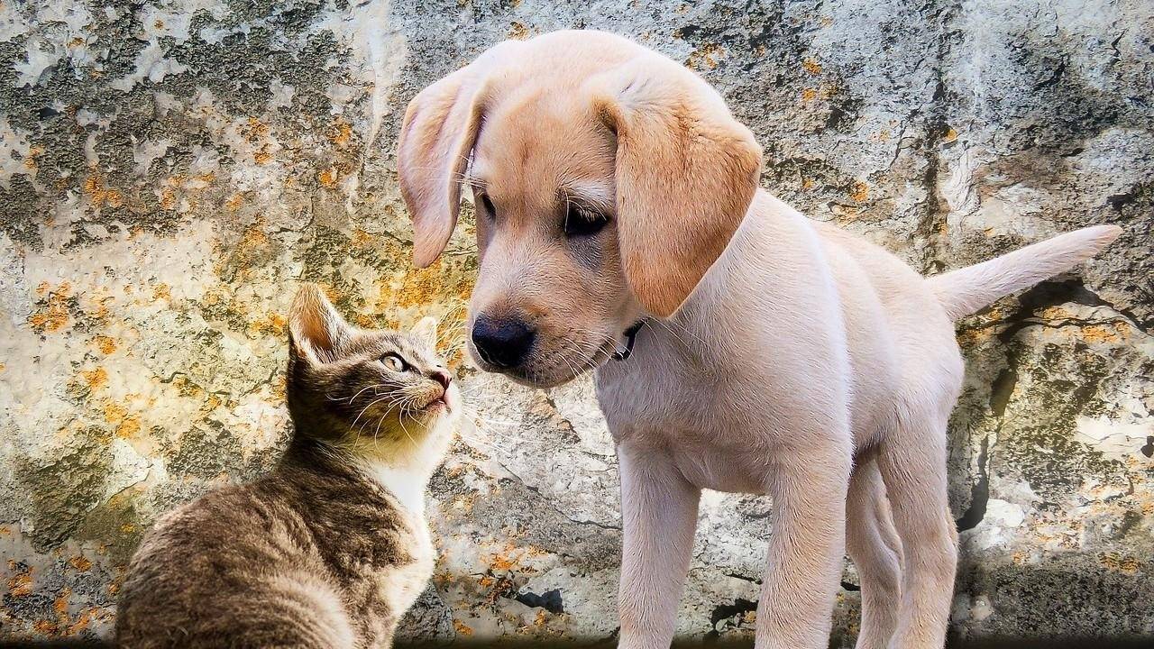 Disaster Planning For Your Pets