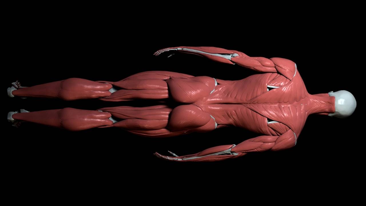 Anatomy For Artists Live