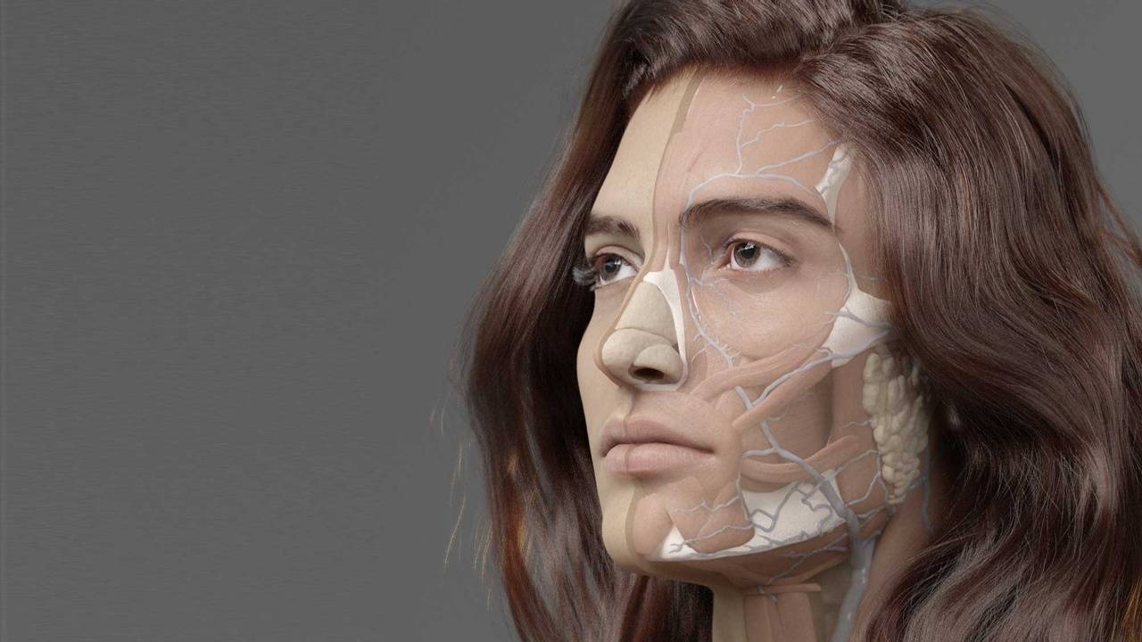 Ecorche: Anatomy Of The Head & Neck