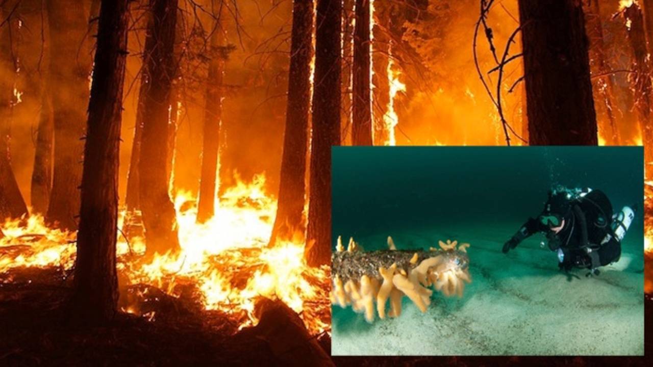 Can divers learn from the US Forest Service?