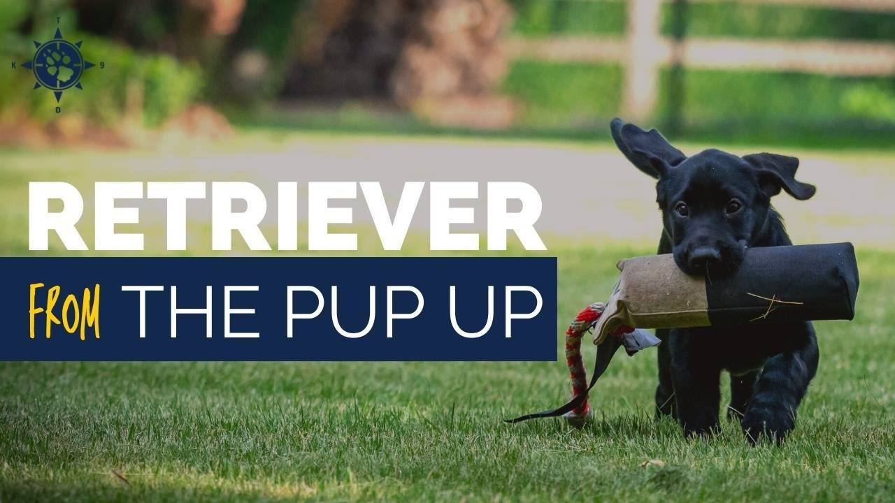 New puppy goals | RetrieverTraining.Net - the RTF