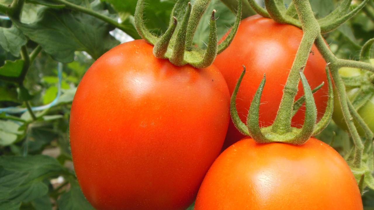 The 3 Strategies to Grow Nutrient Dense Produce - Webinar