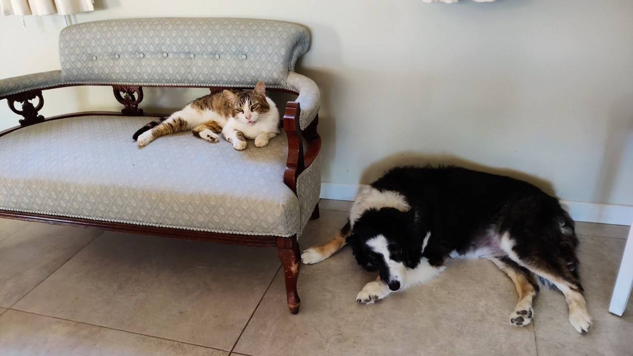 Be more cat?
