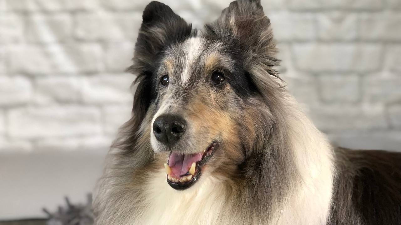 Are Shelties Aggressive