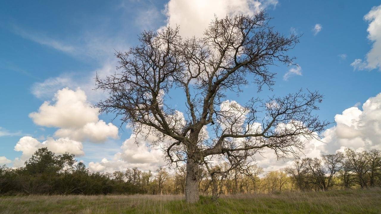 History and Self-Directed Recovery