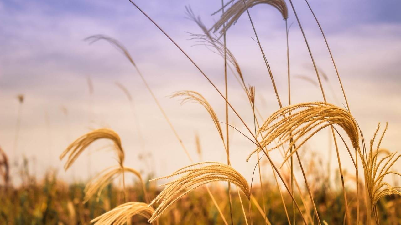 The Month Of Elul- The King Is In The Field | Live Kabbalah Video