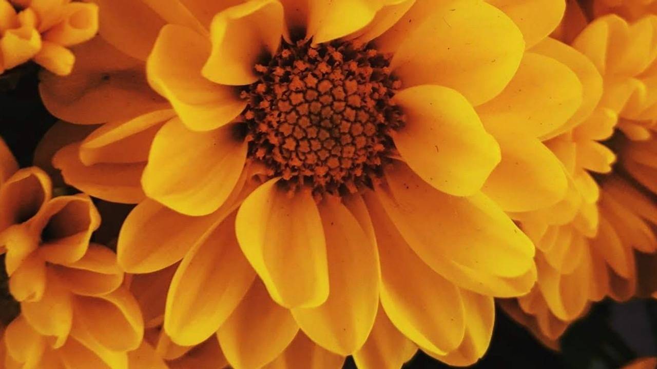 The Ascending Stages of Malchut