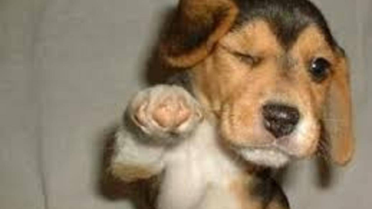 Why Your Dog Ignores You