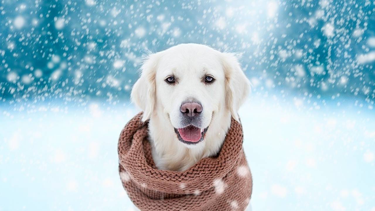 Dog Parent's Complete Guide to Winter Holiday Dog Safety