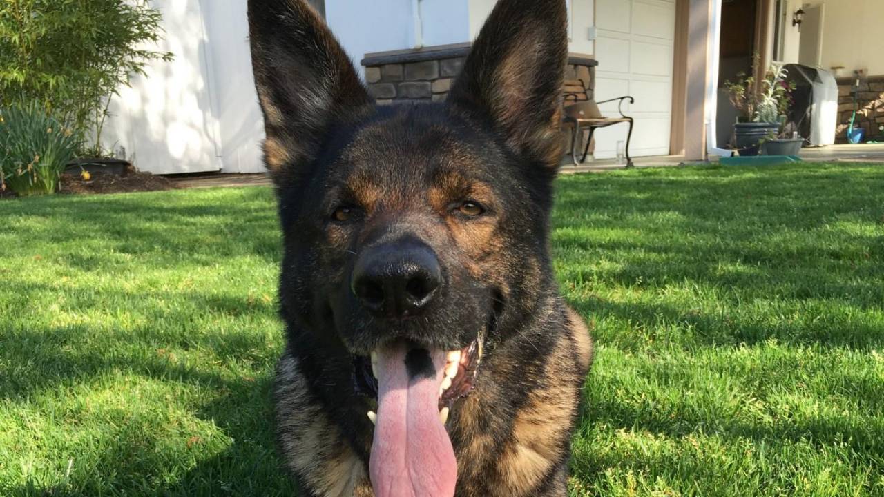 Four Life Lessons From My Dog